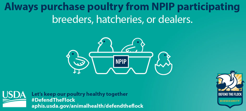 NPIP Certified Hens Clean and Healthy - Koops Coops