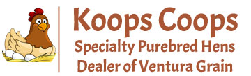 Different Way to Buy Healthy Chicken Hens - Koops Coops